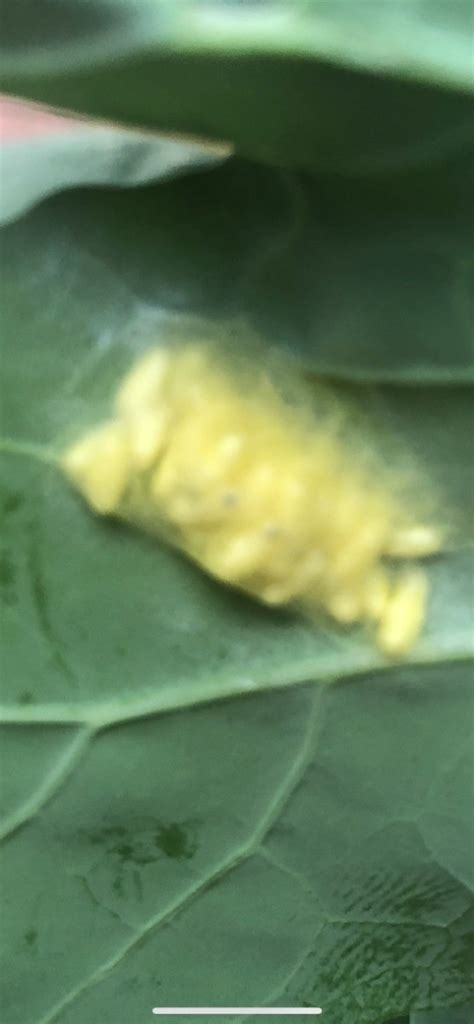 Identifying Insect Eggs Thriftyfun