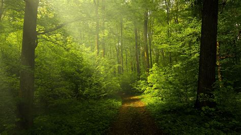 Hd Wallpapers Nature Forest