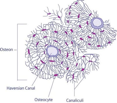 Bone Cell Structure And Function