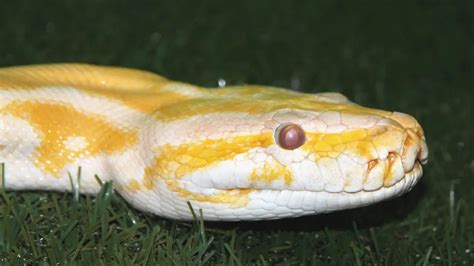 Almanyada Otobüs Durağında Piton Bulundu