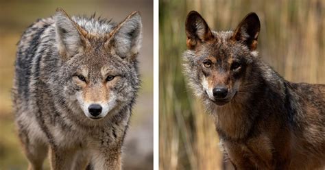 Coyote Vs Wolf