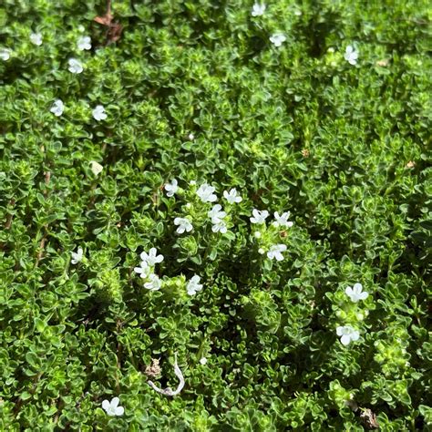 White Flowering Creeping Thyme Groundcover For Sunny Gardens Victory