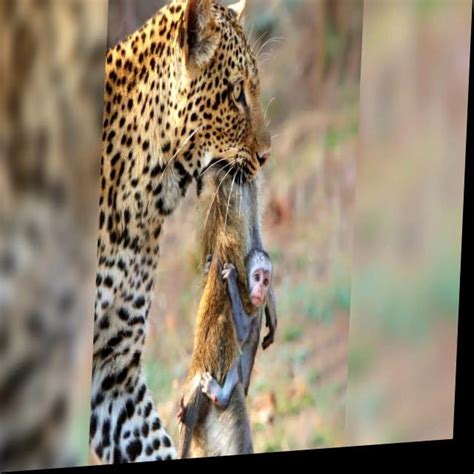 Elephant Detection Elephant Detection Ymigo Roboflow Universe