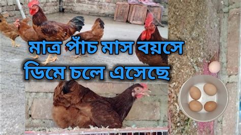 কি কি করলে মুরগি তাড়াতাড়ি ডিম দিবে। আমার মাত্র পাঁচ মাসে মুরগির ডিম দিল। মুরগি পালন