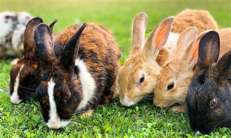 Farm Animals Rabbit