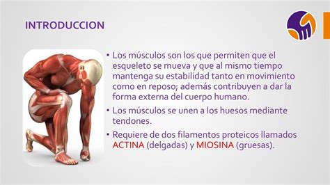 Sistema Muscular Miología Gabriel St Udocz
