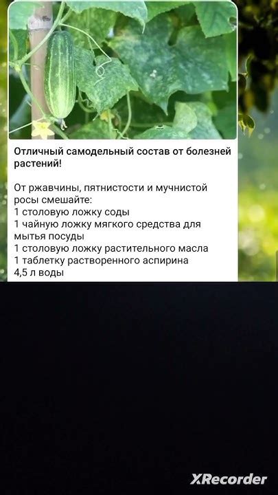 🥒Состав от болезней Огурцов Youtube