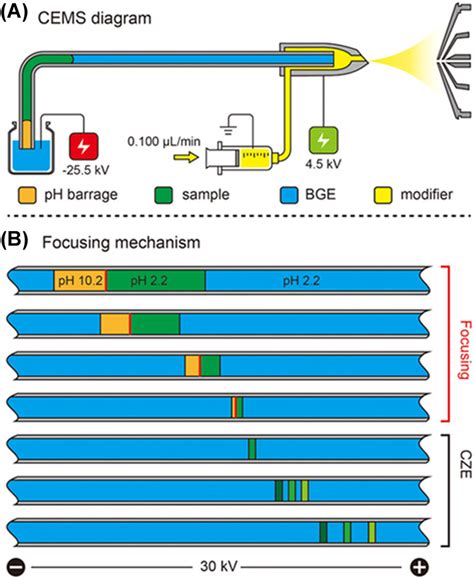 Schematic Designs Of The Cze‐ms System With The Dynamic Ph Barrage