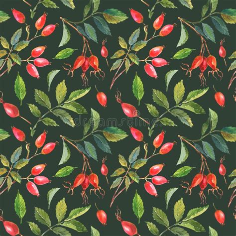 Seamless Pattern With Hand Painted Watercolor Rose Hip Berries With Green Leaves On A Dack Green