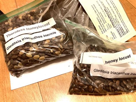 3 Types Of Locust Tree Seeds Per Order Randomly Chosen Treeseedman Com Tree Shrub And Flower