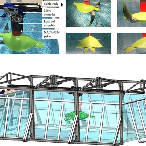 Sea Turtle Locomotion Patterns A Robot Sea Turtle Assembly Showing Download Scientific