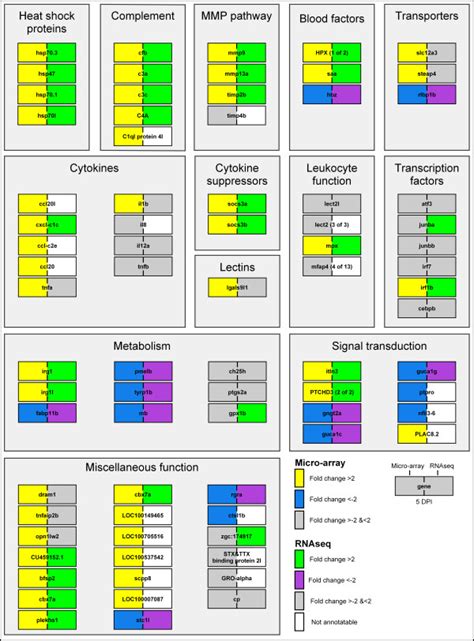 Gene Expression During M Marinum E11 Infection Micro Array Data Is Download Scientific
