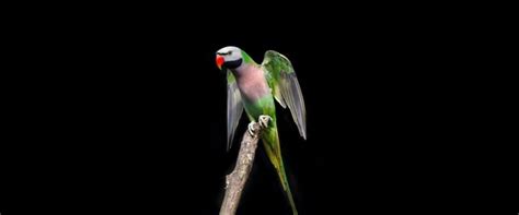 Oled Backgrounds 3440x1440 Rwidescreenwallpaper