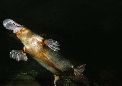 Platypus Behavior Animalbehaviorcorner