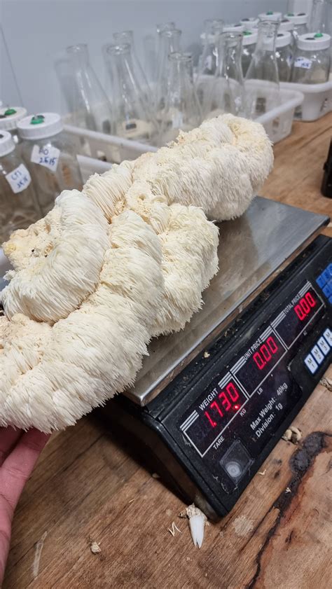 What Mushrooms Are Poisonous In Australia Xotic Mushrooms