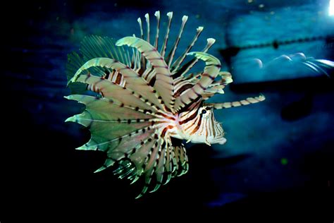 Fotos Gratis Naturaleza Oceano Flor Animal Fauna Silvestre