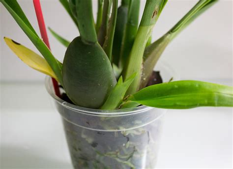 Why Is My Oncidium Turning Yellow R Orchids