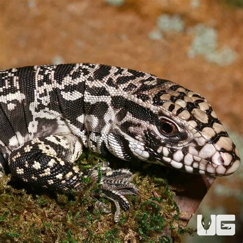 Yearling Argentine Black And White Tegu Jaguar Line Discover The