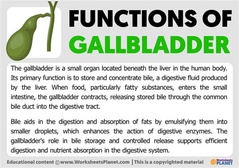 Functions Of Gallbladder