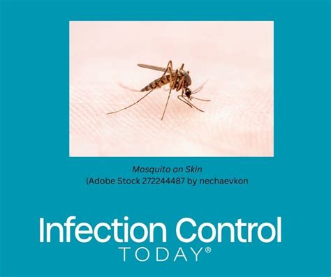Zika Chikungunya And Dengue What Infection Prevention Personnel Need To Know