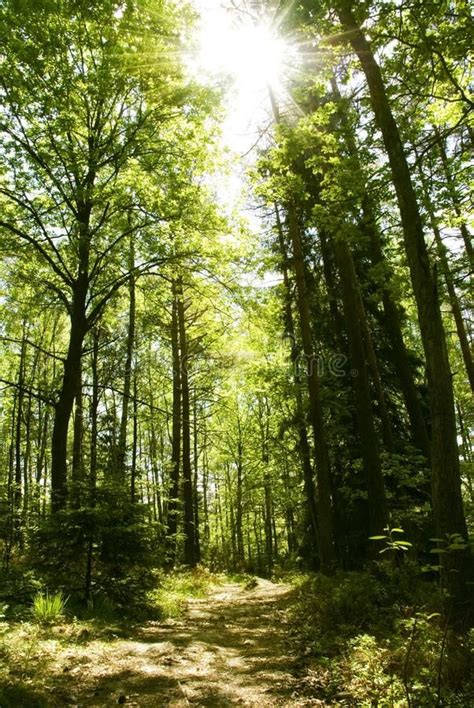 17 Sunny Forest Ideas To Save Today Forest Nature Landscape And More