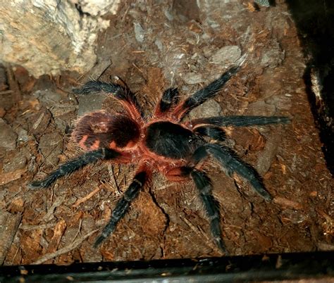 Lava Spider Davus Sp Panama Tarantula By Apocalypse Geckos Morphmarket