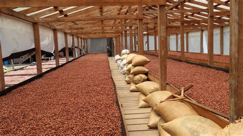 Cacao Beans Fermentation