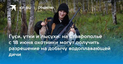 Разрешение на охоту в Ставропольском крае 2025 как получить лицензию на добычу уток гусей и
