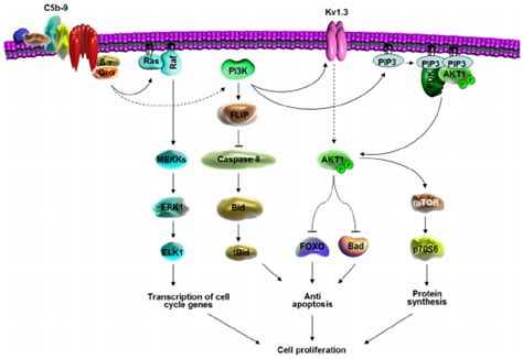 Signaling Pathways Induced By C5b 9 That Play A Role In Cellular Download Scientific Diagram