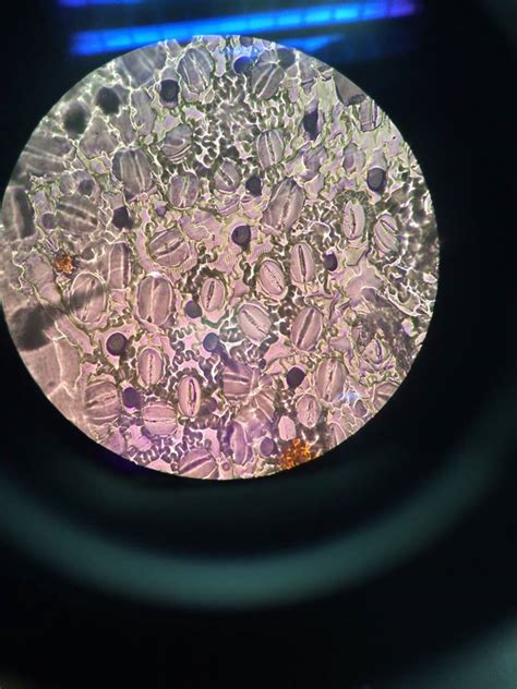 Greatbiology Stomata Under Microscope