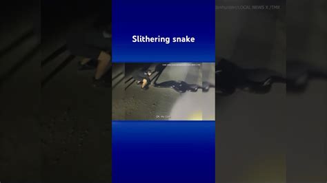 Watch Second Largest Invasive Python In Florida Captured Shorts The Global Herald