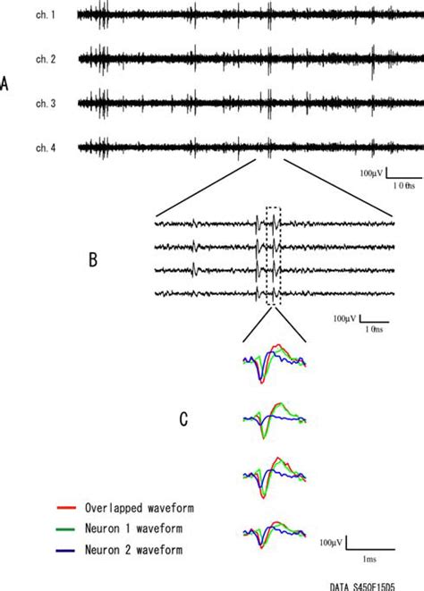 A Detailed Example Of The Raw Signals From A Single Tetrode At Slow A Download Scientific