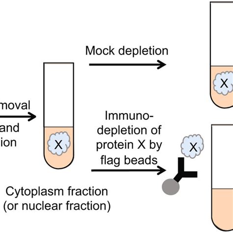 Schematic Of A Screening System Using Yeast Cell Extract To Identify Download Scientific