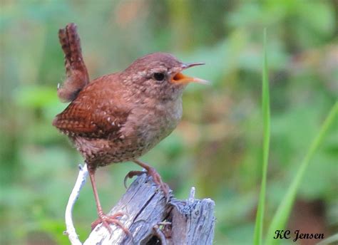 Birds Of South Dakota