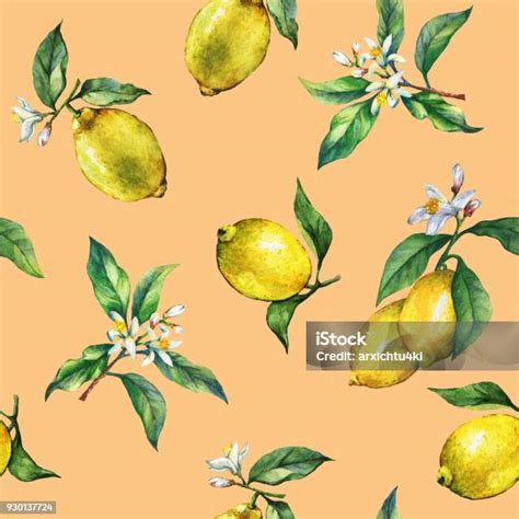 신선한 감귤 류의 과일 레몬 녹색 잎 및 꽃의 분 지의 완벽 한 패턴입니다 손 오렌지 바탕에 수채화 그림을 그려 감귤류 과일에 대한 스톡 벡터 아트 및 기타 이미지 Istock