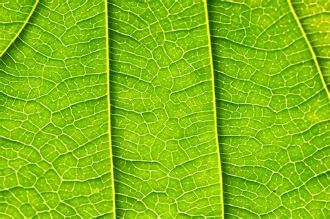 Premium Photo Beautiful Leaf Background Natures Delight In Visual