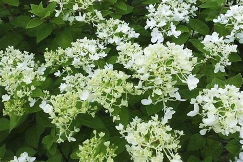 Departments Hydrangea Bombshell Dwarf Panicle 3 Gallon
