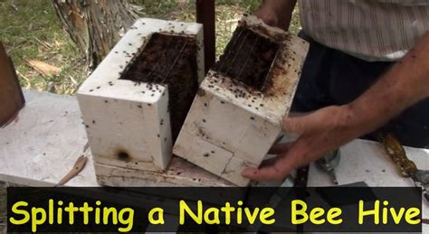 Splitting An Australian Native BeeHive To Make Two Hives Bee Hive Native Bees Stingless Bees