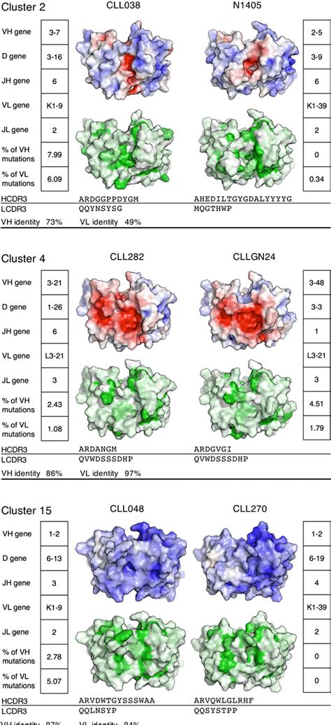 Figure 4 From Structure Variability Binding Site Leukemia B Cells Show Limited Igs Expressed By