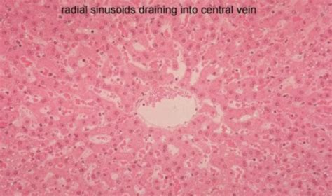 Digestive Histology Flashcards Quizlet