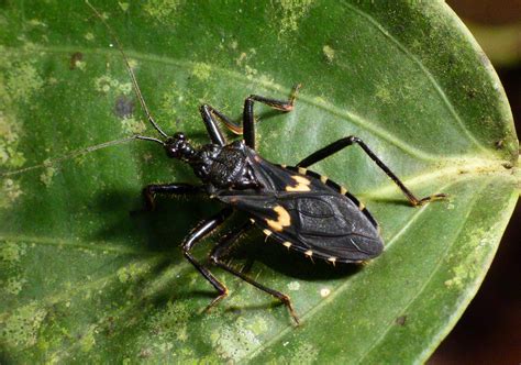 Impurests Guide To Animals 38 Corpse Assassin Bug