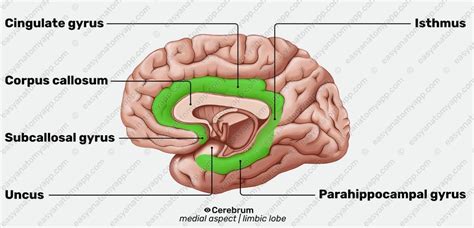 Limbic System Easy Anatomy 3d