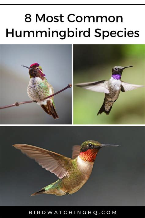 8 Most Common Hummingbird Species Id Guide Artofit