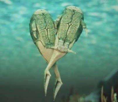 Flinders Scientist Discovers Origins Of Sex Geology Page