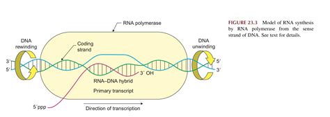 Dna Transcription Isnt This Wrong Antisense Is The Template But Why Is Sense Strand The