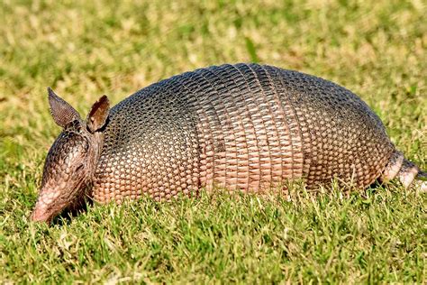 Nine Banded Armadillo