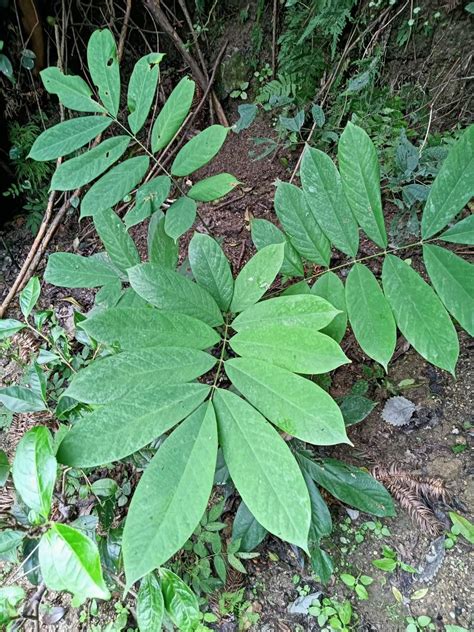 江西上犹五指峰国家森林公园厚果崖豆藤 中国自然保护区生物标本资源共享平台