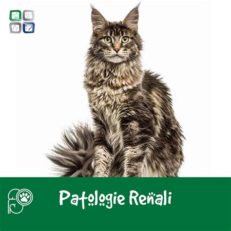 Patologie Renali Clinica Animal Life