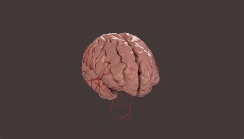 3d File Internal Brain Artery Model 🧠・3d Printable Model To Download・cults
