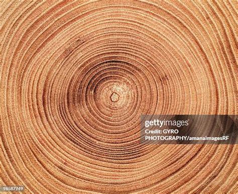 Tree Trunk Cross Section Annual Rings Photos And Premium High Res Pictures Getty Images
